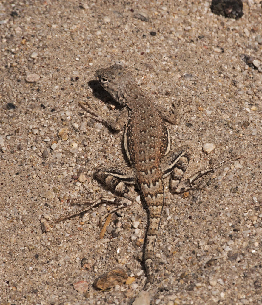 Your Daily Dose of Sabino Canyon: Tails of Two Lizards