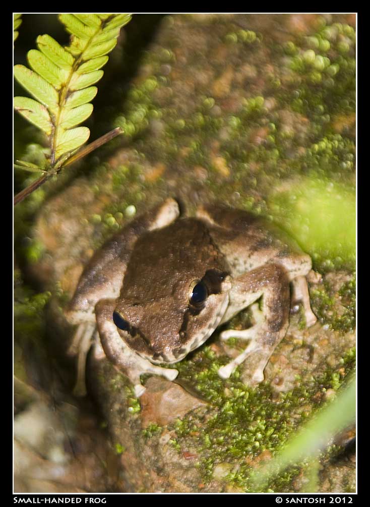 Huchchara Santhe: croak croak... Croakers