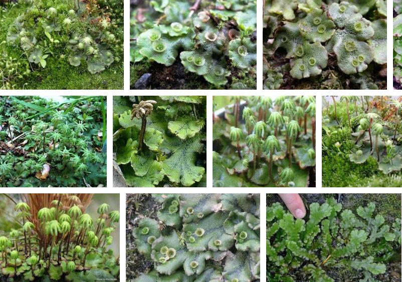 Tumbuhan lumut yang dimanfaatkan sebagai tumbuhan obat adalah....