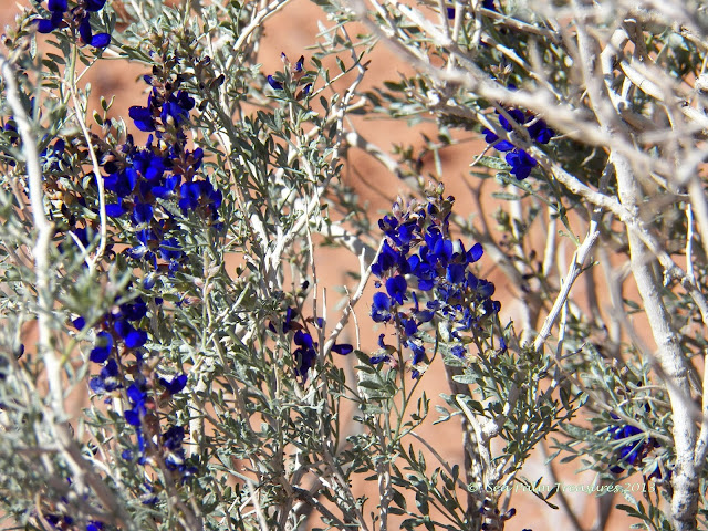 Sea Palm Treasures: Blue Desert Flowers