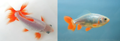 Fish Girl Writes: Goldfish Breeds