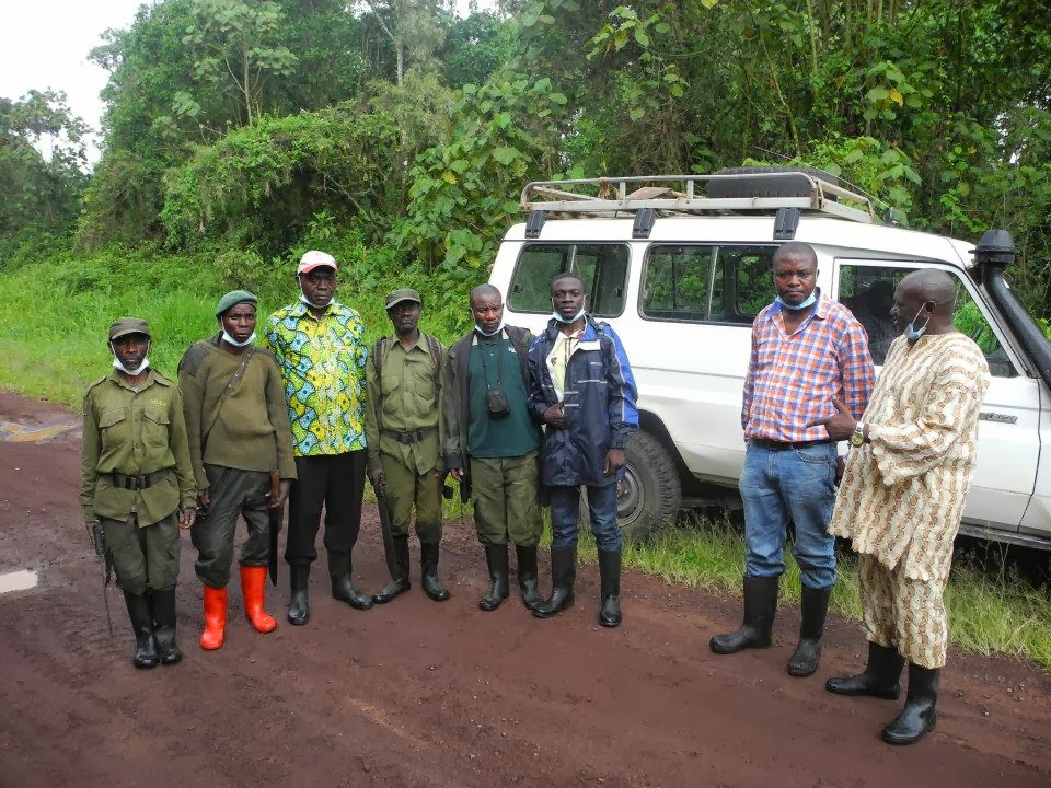 Nibelle et Baudouin: Gorilles des plaines au Congo...