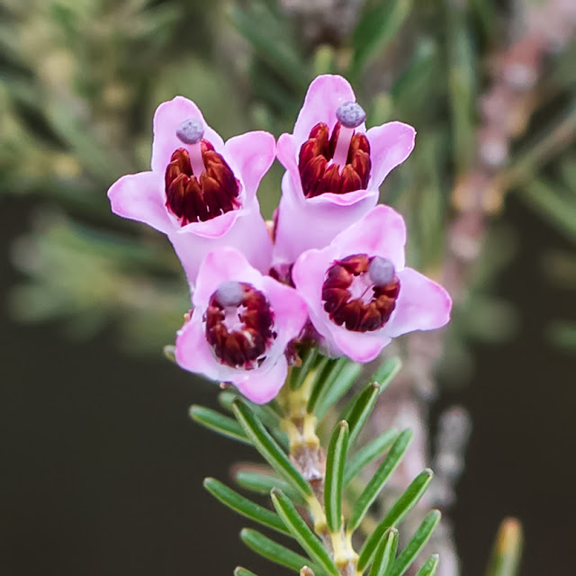 Flores y Paisajes de Asturias : Erica australis