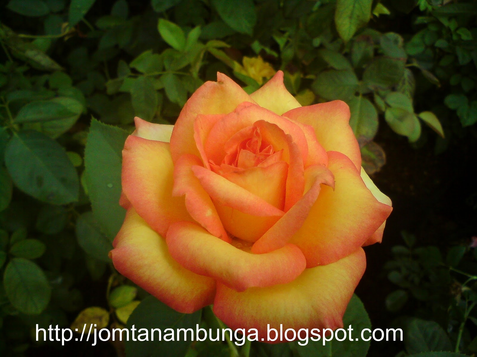 Jom Tanam Bunga: Bunga Ros Si Bunga Popular