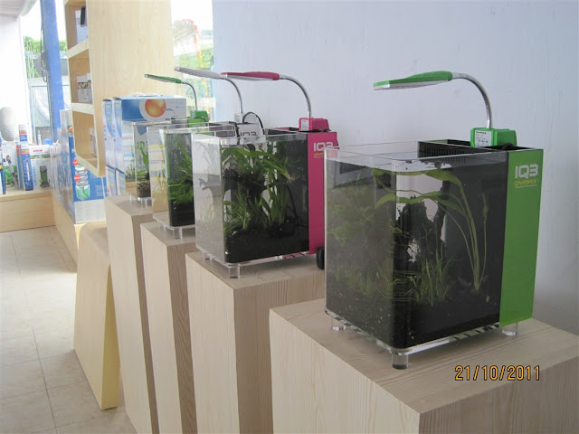 60 Model Akuarium Kecil Cocok Untuk Hiasan Kamar Tidur Anda 2021