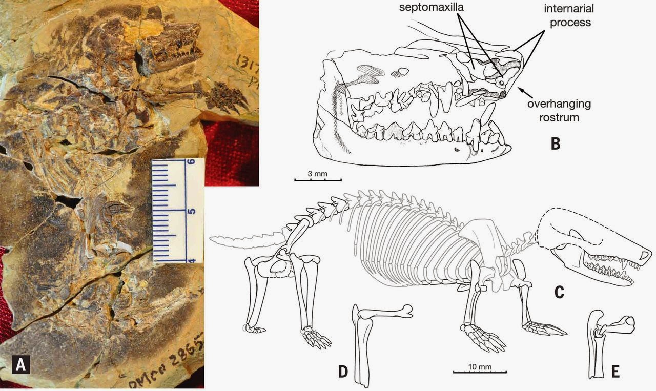 The Dragon's Tales: Docofossor: A Mole-like Docodont Mammaliaform Hints ...