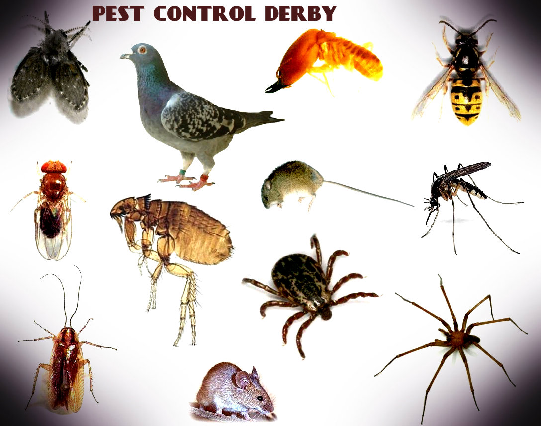 Pest Control: Get the Most Robust Solutions in Pest Control Derby from ...
