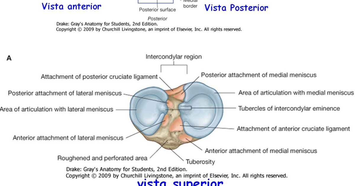 Anatomía UNAM: TIBIA
