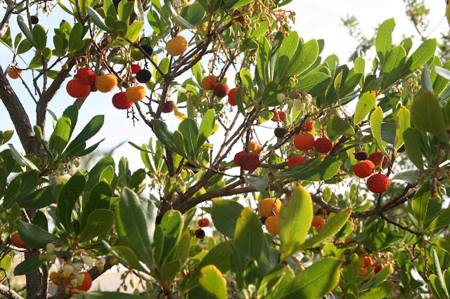 Fotos Francisco Gonzalez: FRUTOS DEL BOSQUE MEDITERRANEO