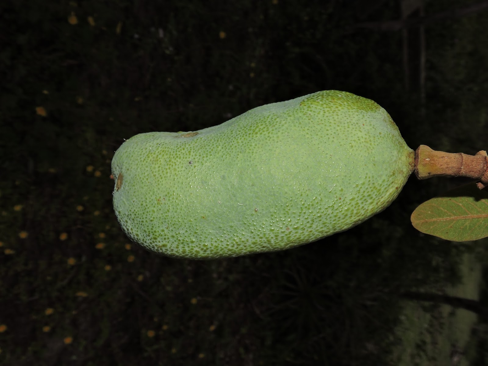 Fabaceae - Leguminosae no Brasil: Hymenaea