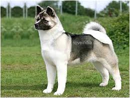 World All Animals: Akita History and Domestication