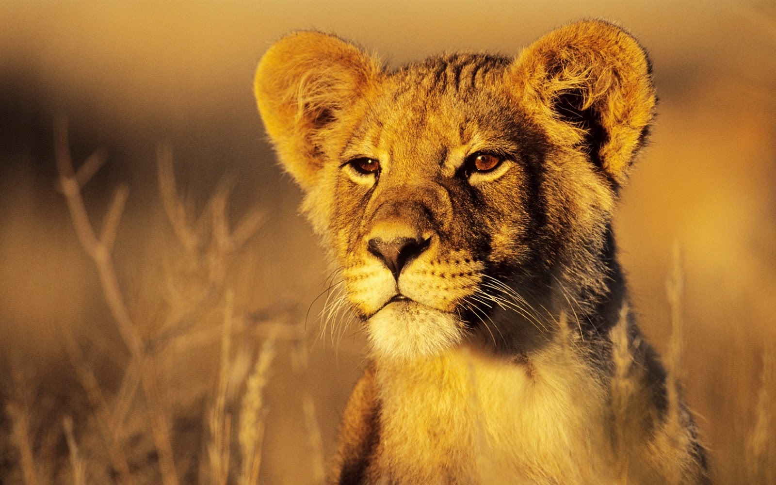 MundoAnimal: LOS ANIMALES SEGÚN SU ALIMENTACIÓN.