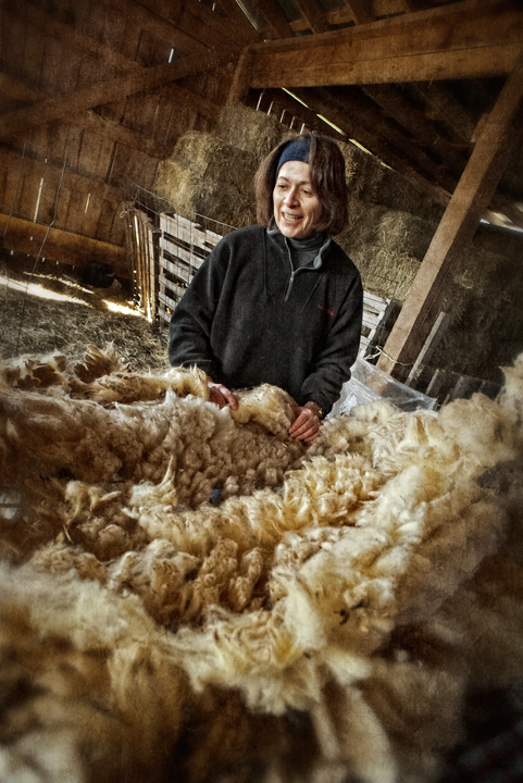 Dan Routh Photography: Shearing Week 2012 at Rising Meadow