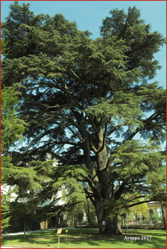 Alberi e dintorni: Il Cedro dell'Orto Botanico di Lucca