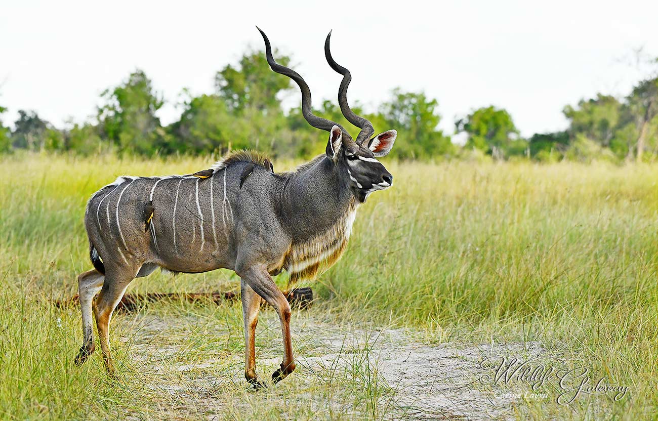 WILDLIFE GATEWAY: Grand Koudou et Lechwe