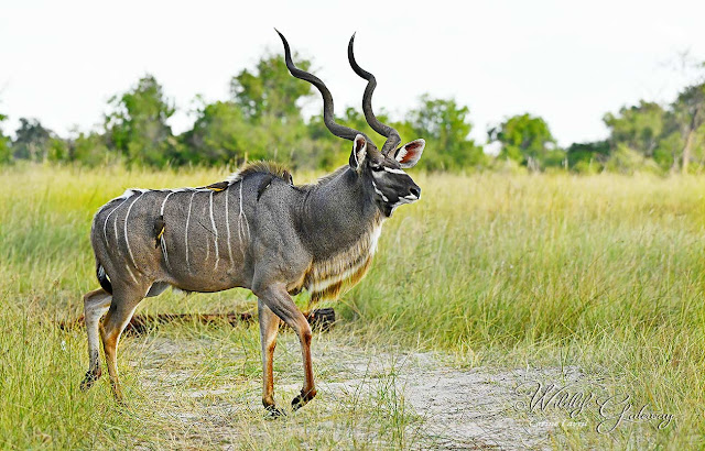 The Greater Kudu | Focusing on Wildlife