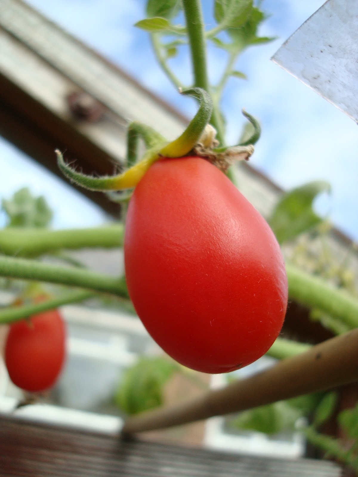 Christine's Chatter: Come and meet my tomato family