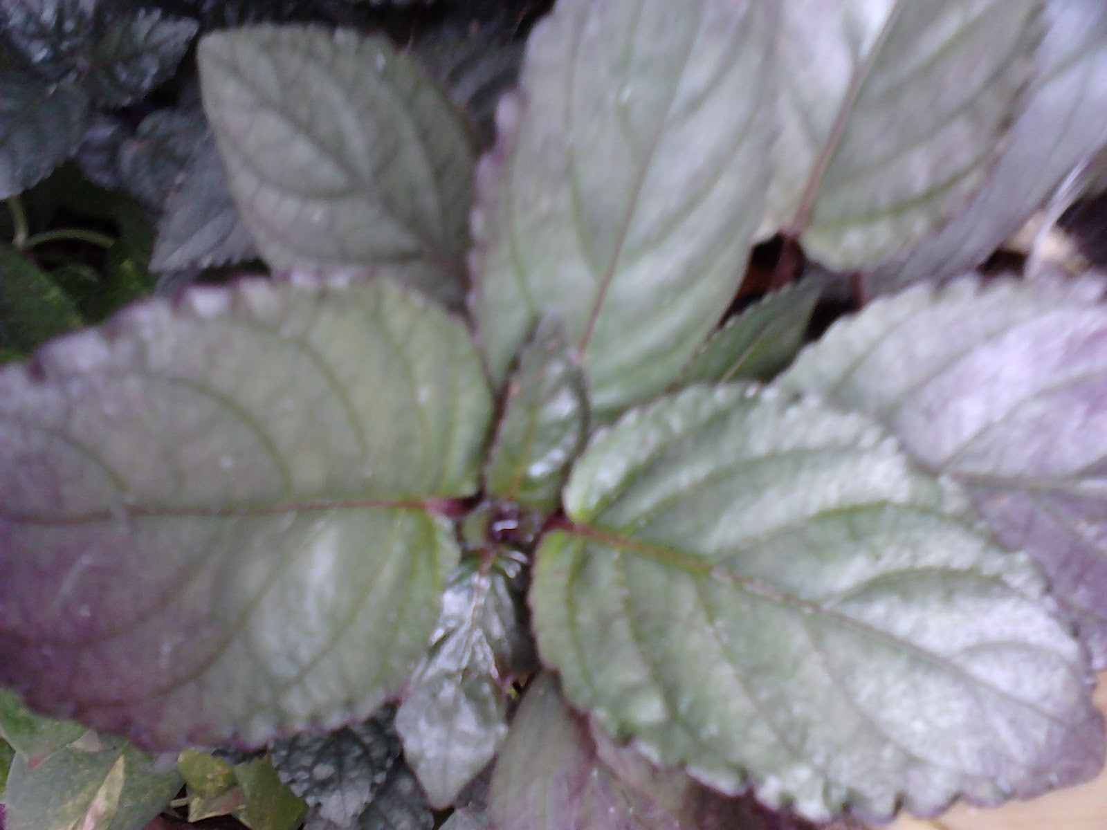Garden Care Simplified: Purple Copper Leaf Plant Metallic Leaves Good ...