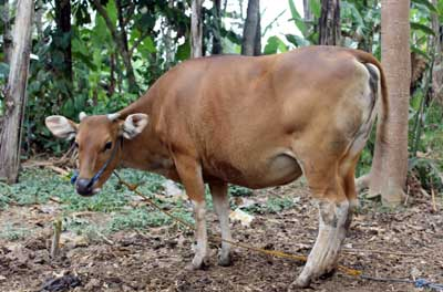 Ciri-ciri Sapi Bali, Pemberian Pakan dan Sistem Perkawinannya | Gemar ...
