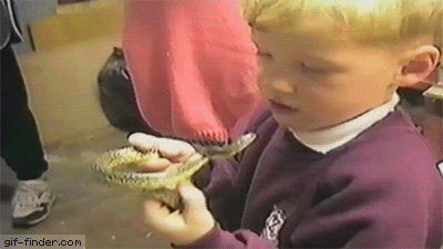 Outback Snack Australia: Worlds Deadliest Snakes Fierce Snake