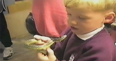 Outback Snack Australia: Worlds Deadliest Snakes Fierce Snake