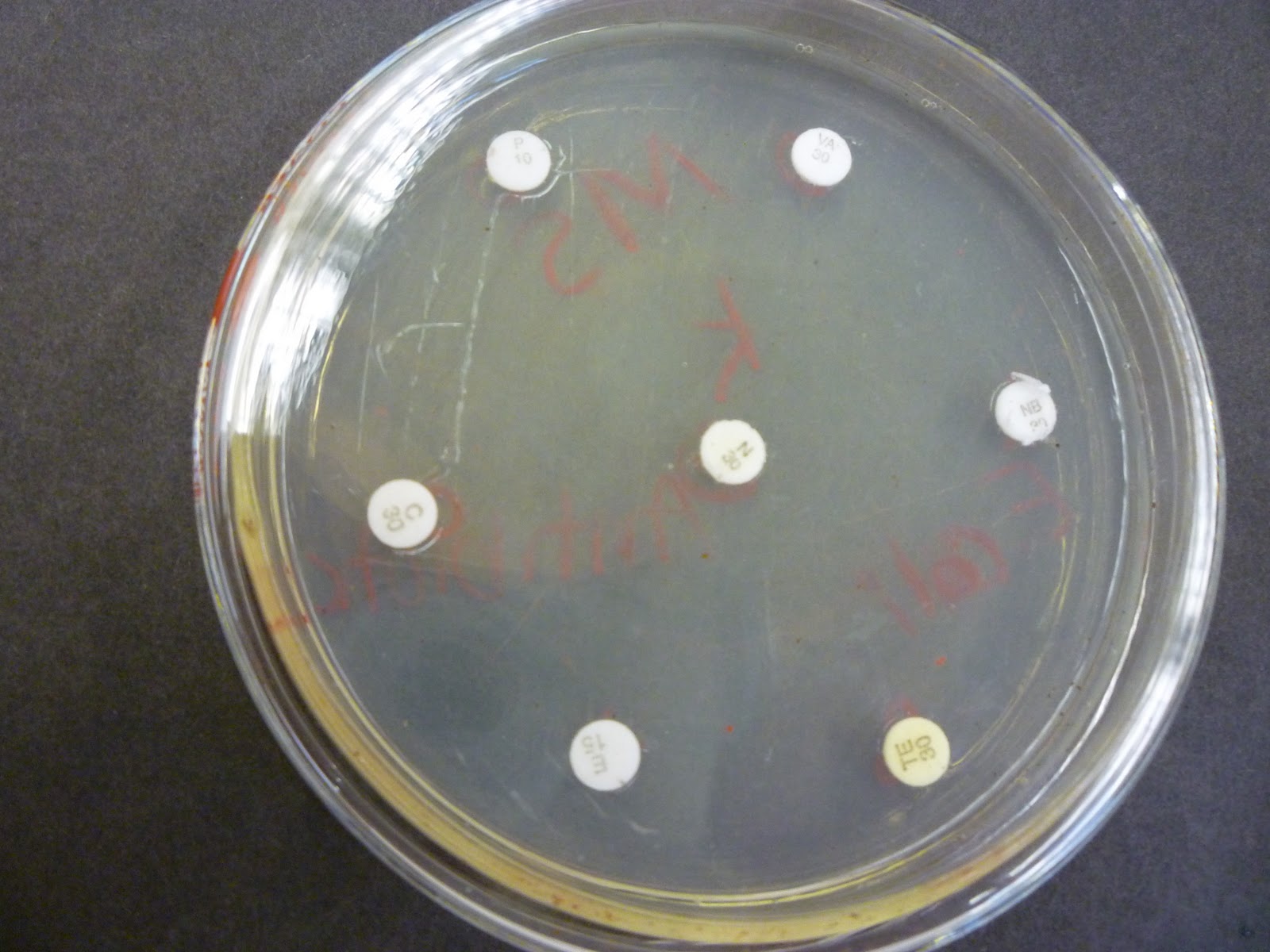 Medical Microbiology: November 8-10
