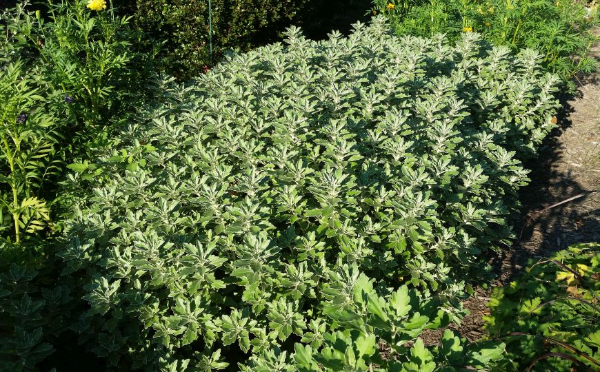 Future Plants by Randy Stewart: Ajania