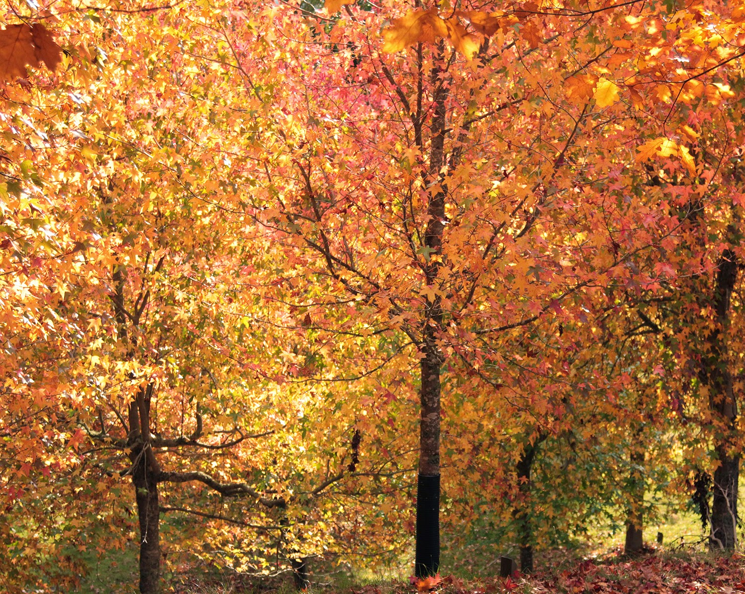 Rotorua Artist Janet Keen's Photography, Mosaics, Paintings & Writing ...