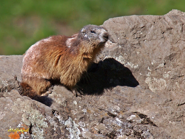 Miguel fotografia: Marmota (Marmota marmota)