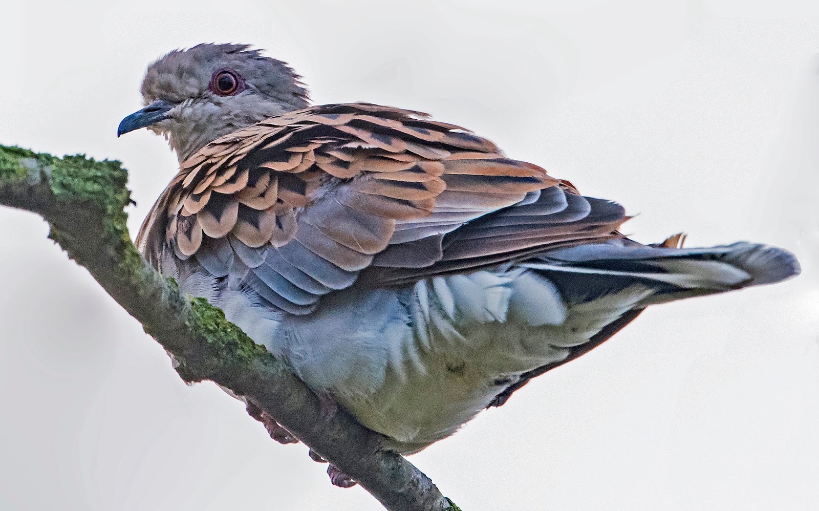 GeekTeacher's Birding Scrapbook: Only One Turtle Dove ...