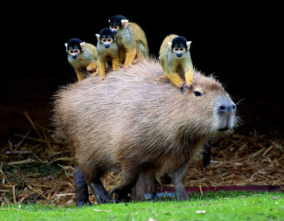 Capybara Cab : r/lol