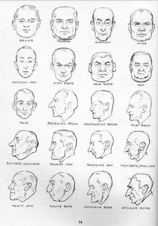 Animopus: Head Prespective Reference Animopus: Head Prespective Reference