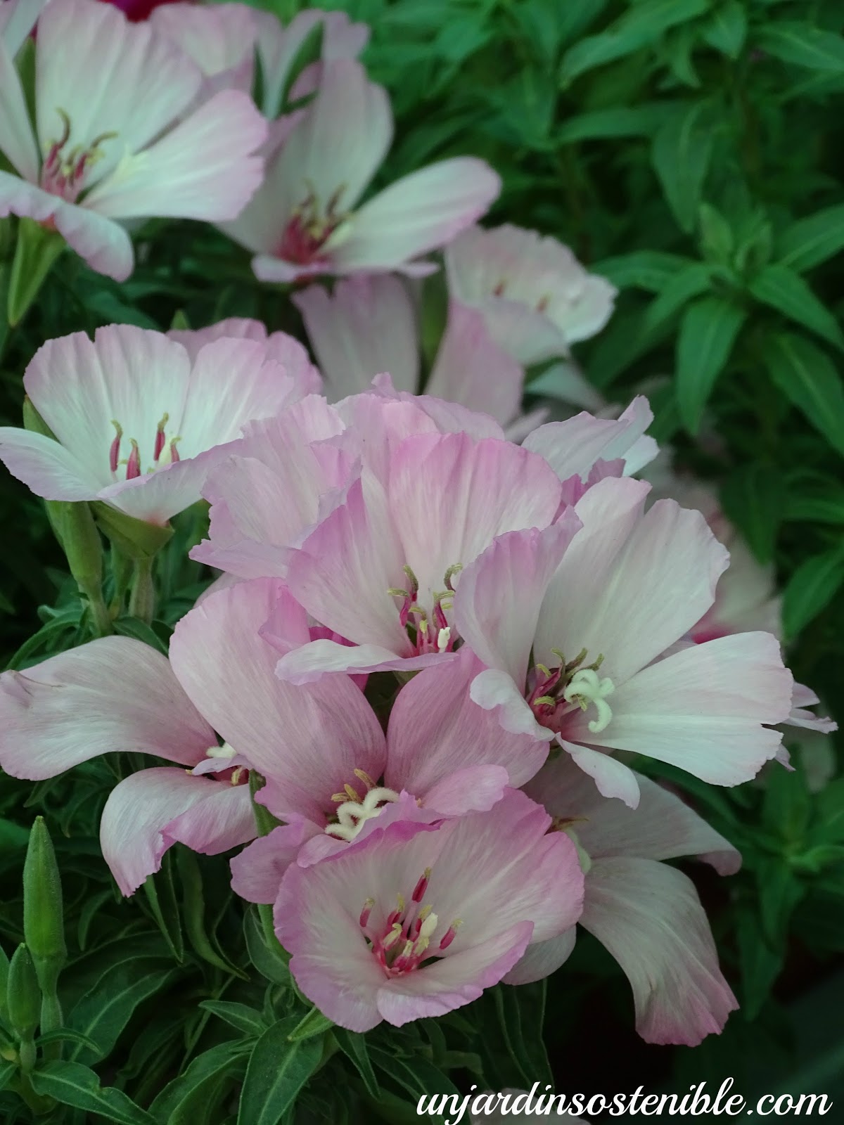 Godetia grandiflora (Godecia)