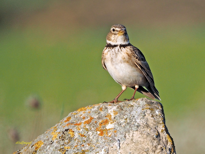 MIS AMIGAS LAS AVES: Calandria común (Melanocorypha calandra)