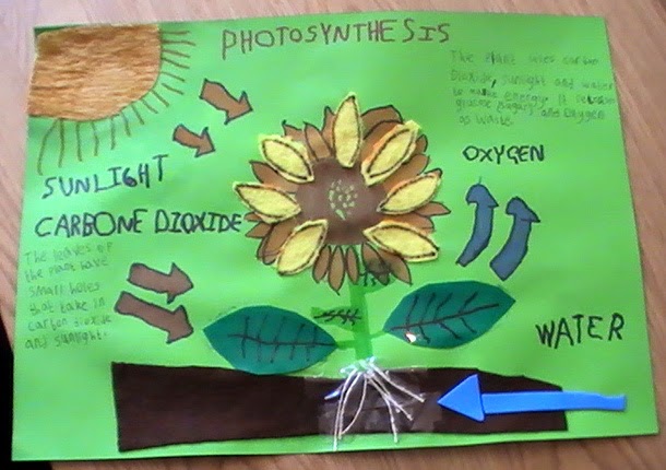 Iman's Home-School: Plant Life Cycle Posters