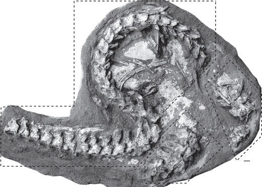 Sciency Thoughts: Giant fossil Sea Snakes from the early Eocene of Morocco.