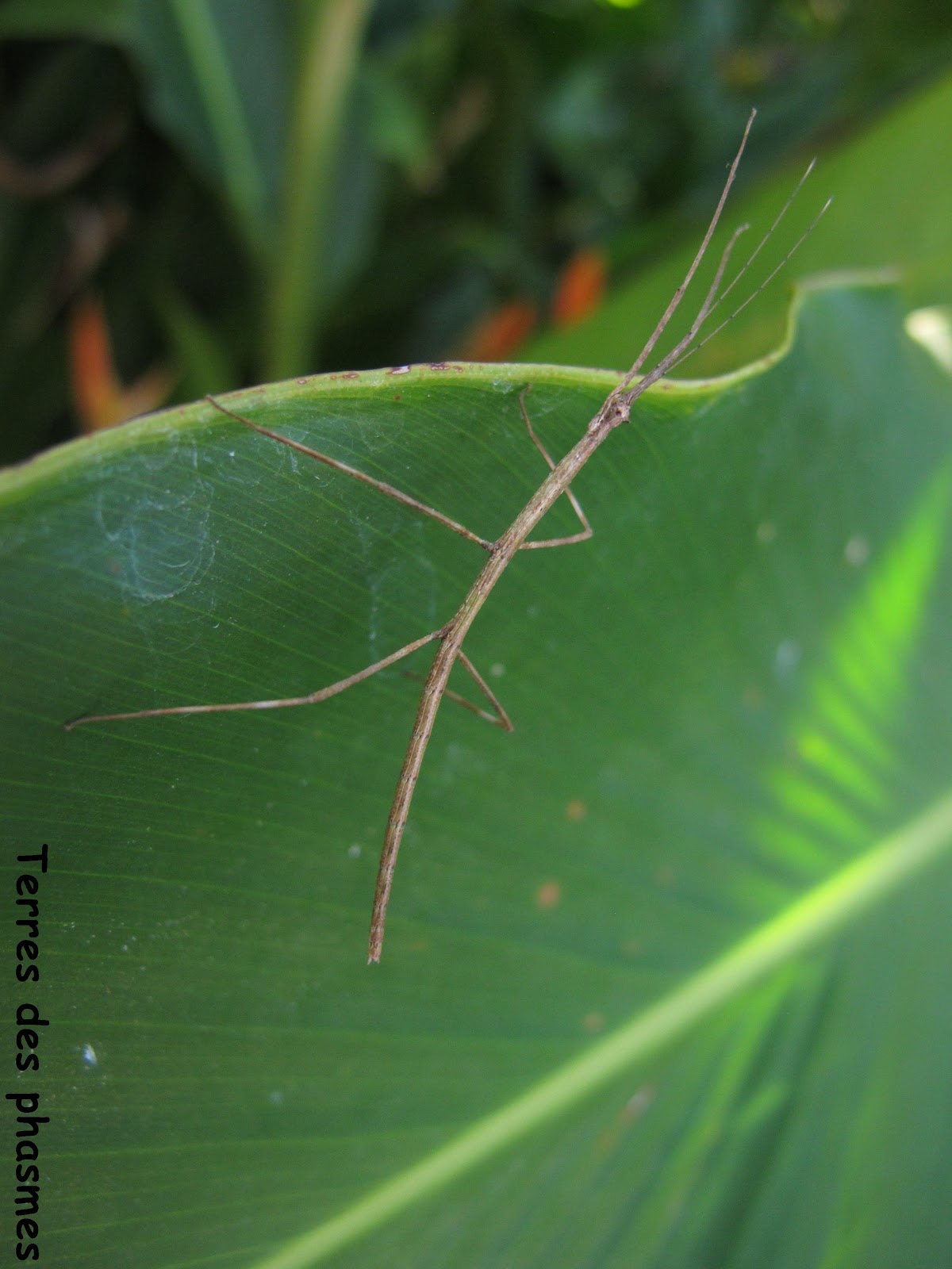 Terres des phasmes: Nymphes et juvéniles