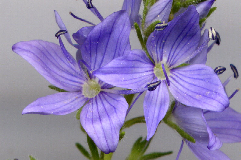 Les Jardins du Laveu: Véronique (Langage des fleurs)