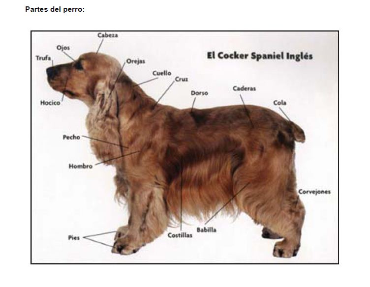 NUNCAJAMAS COCKER: ARREGLO DEL COCKER SPANIEL INGLES (GROOMING)