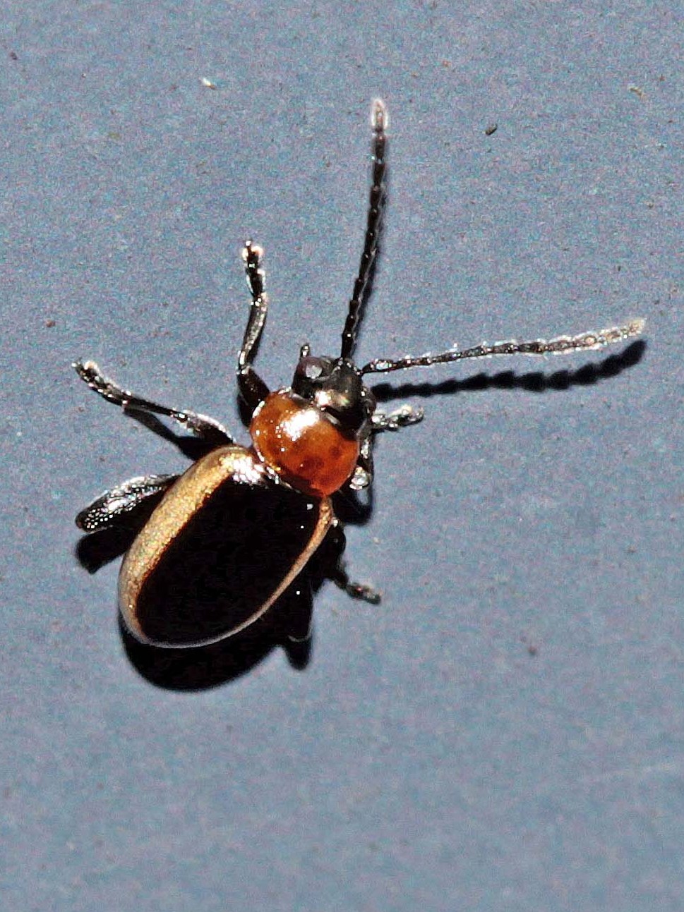 Chateau Moorhen..... goes south!: February bugs