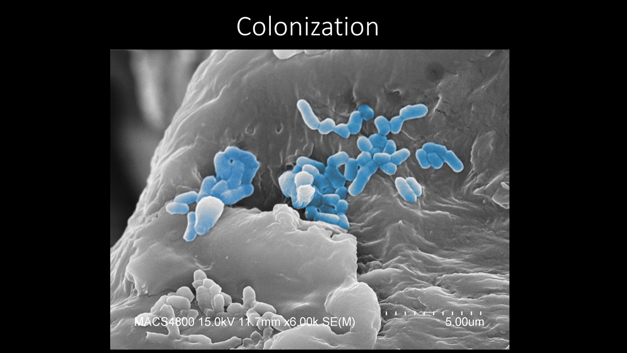 Science, Art, Beauty: What's it like to be a Synthetic Biology ...