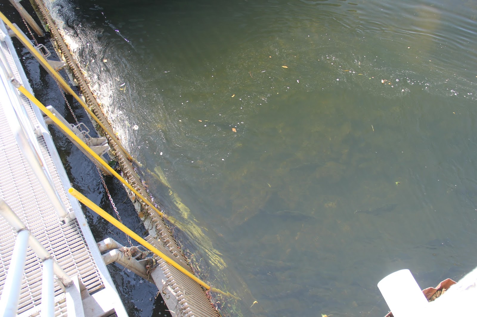 Isabella Conservation District Environmental Education Program: Field ...