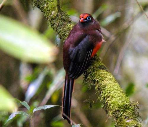 Ward's trogon | Birds of India | Bird World