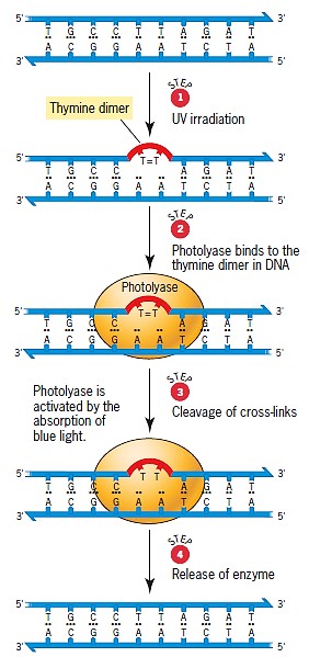 Notes on Genetic Engineering and Biotechnology: DNA Repair Mechanisms ...