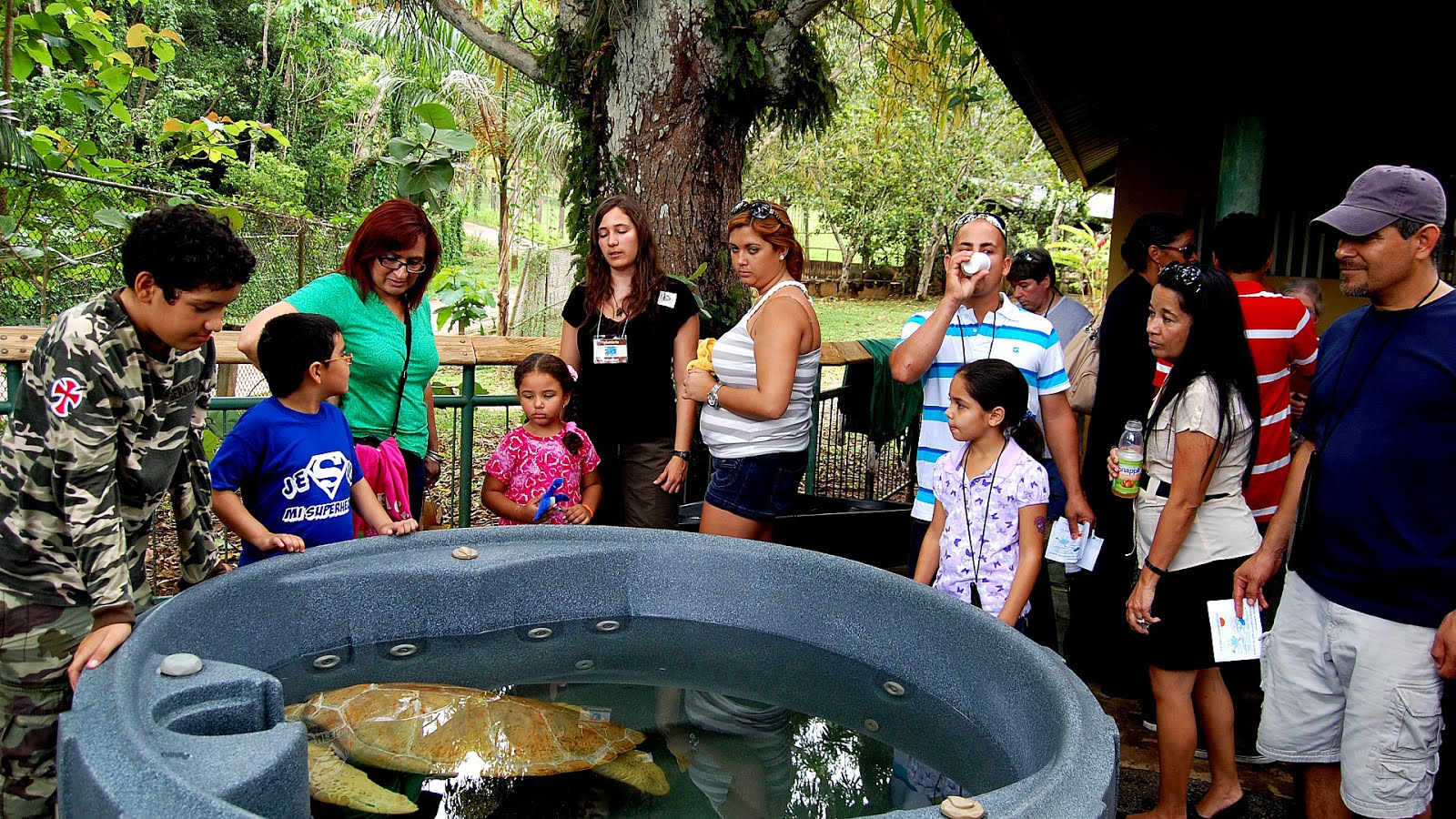 Endangered Animals In Puerto Rico Danger Choices endangered-animals-in-puerto-rico-danger-choices