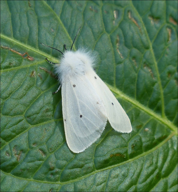 Wild and Wonderful: A rather beautiful moth