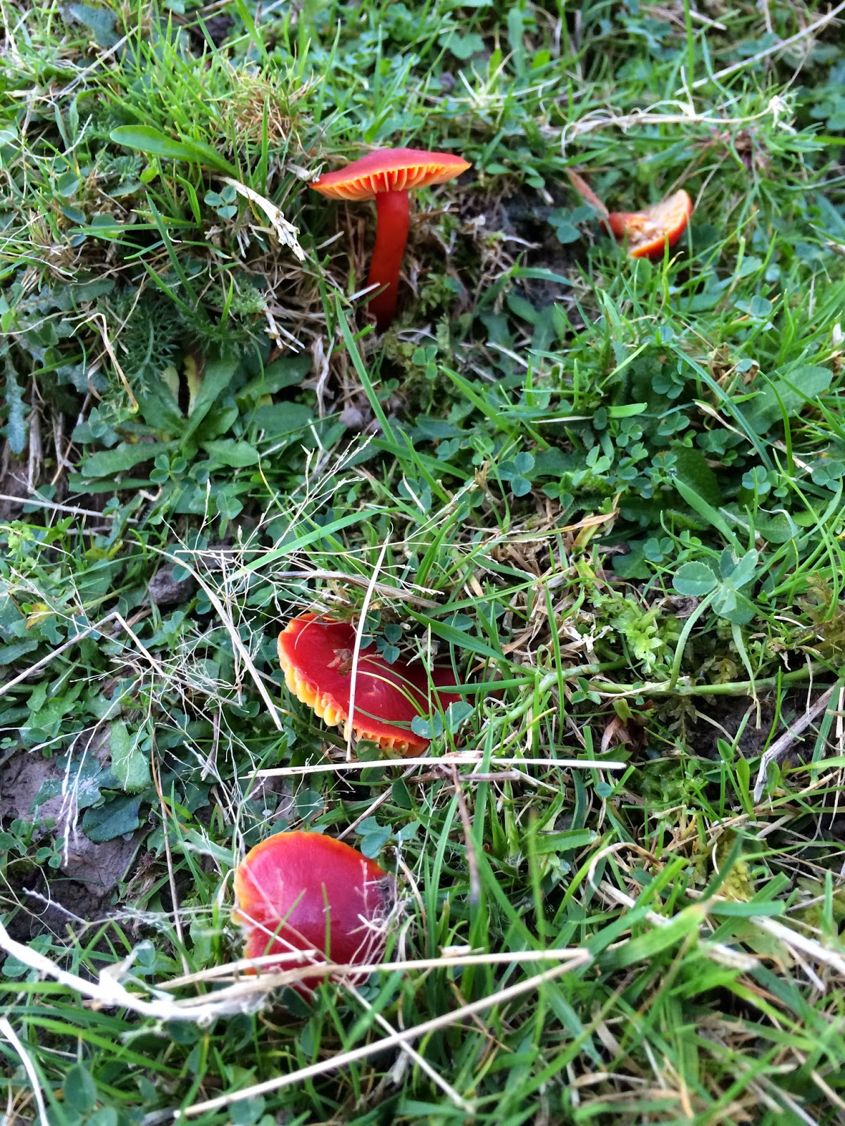 USEFUL or BEAUTIFUL: Why do toadstools grow so close together?