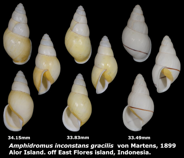 Dr. Lee's Gallery Museum: Amphidromus inconstans gracilis 33.49 to 34.15mm