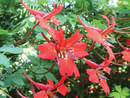 Seminte si plante de gradina hobby: Conduras-Tropaeolum majus