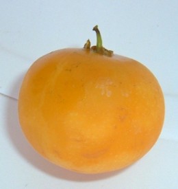 Discovering the Kei Apple |The Green Bard